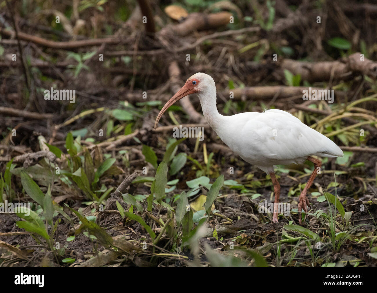 Costa rica ibis hi-res stock photography and images - Alamy