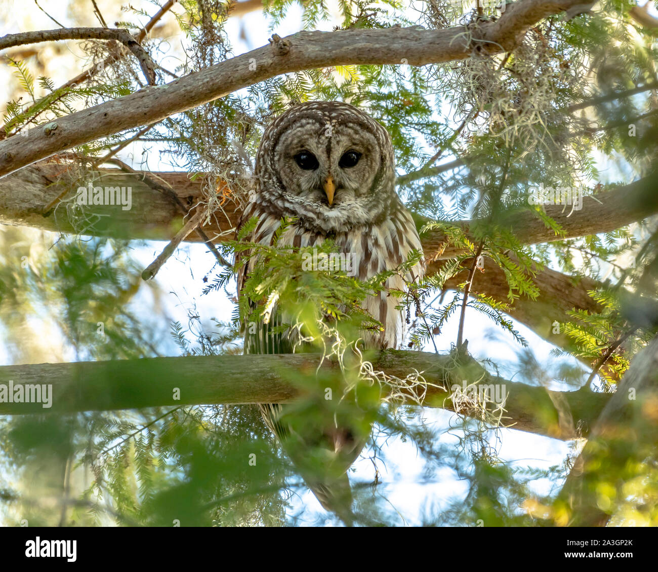 Barred owl perched in a tree Stock Photo - Alamy