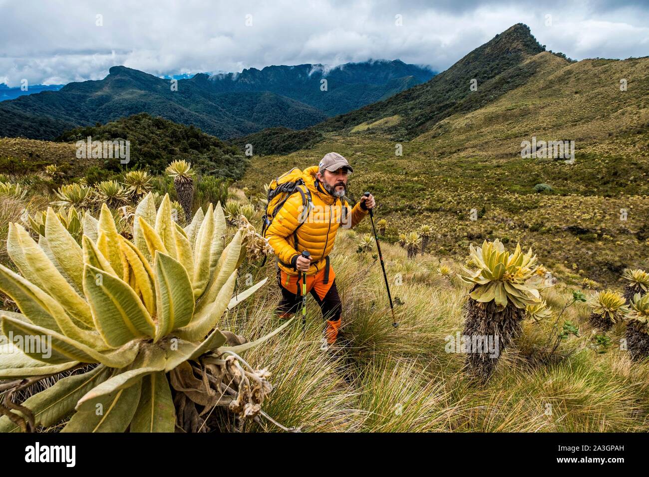 Colombia, Region of coffee, Salento, Cocora valley, Los Nevados ...