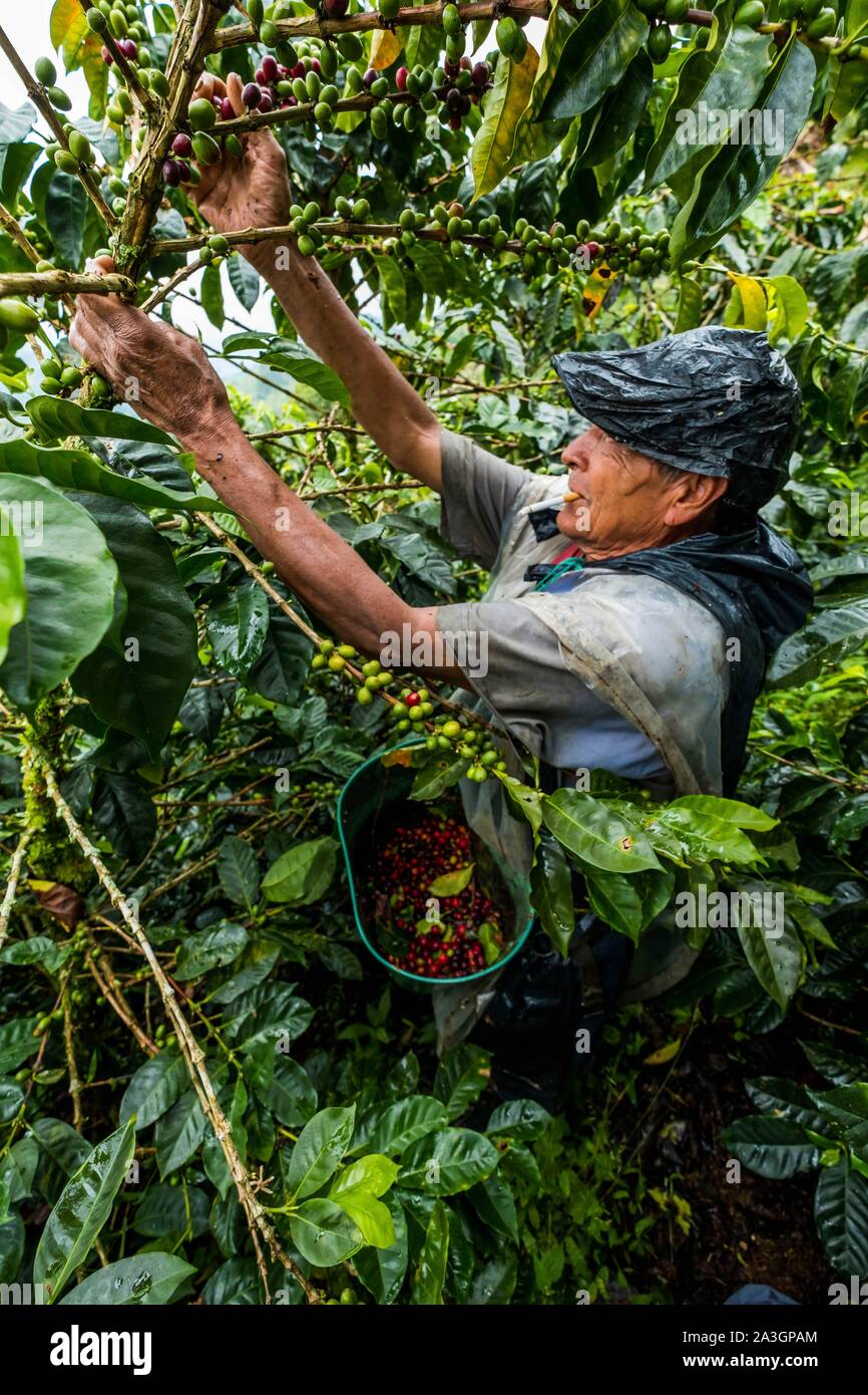 Coffee tree south america hi-res stock photography and images - Alamy