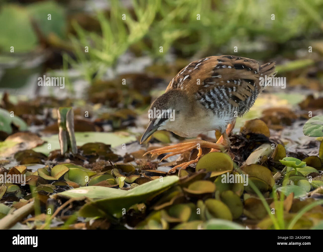 Yelloe Breasted Crake Stock Photo - Alamy
