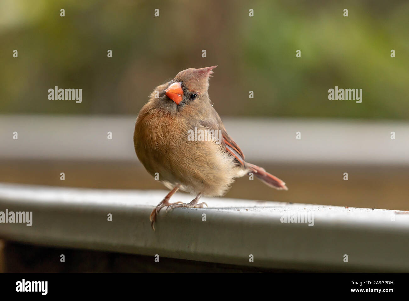 Female cardinal close up view Stock Photo - Alamy