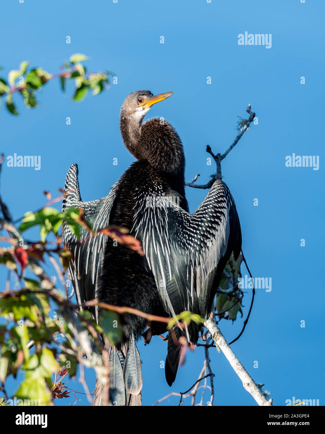 Large perched bird hi-res stock photography and images - Alamy