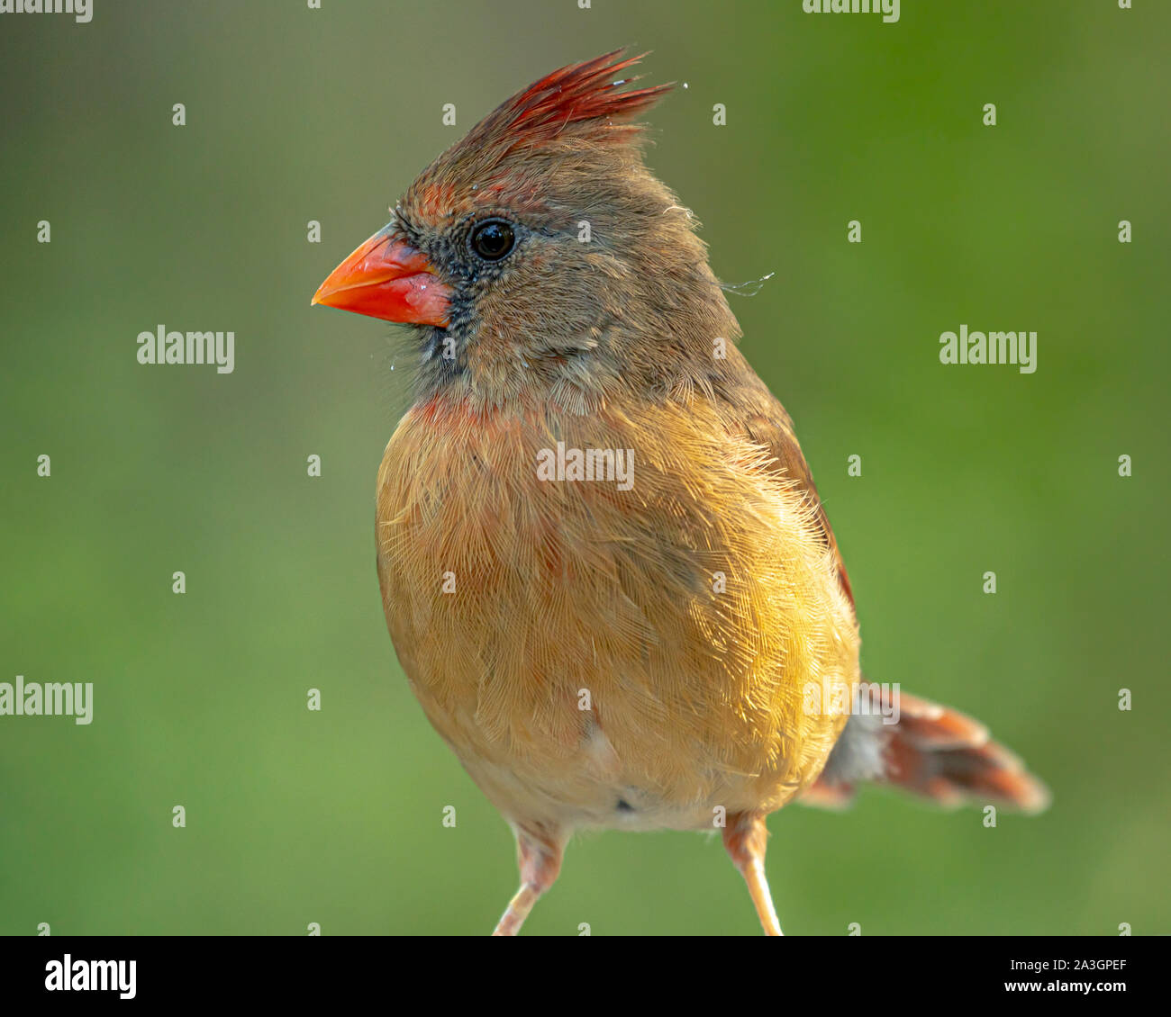 Female cardinal close up view Stock Photo - Alamy