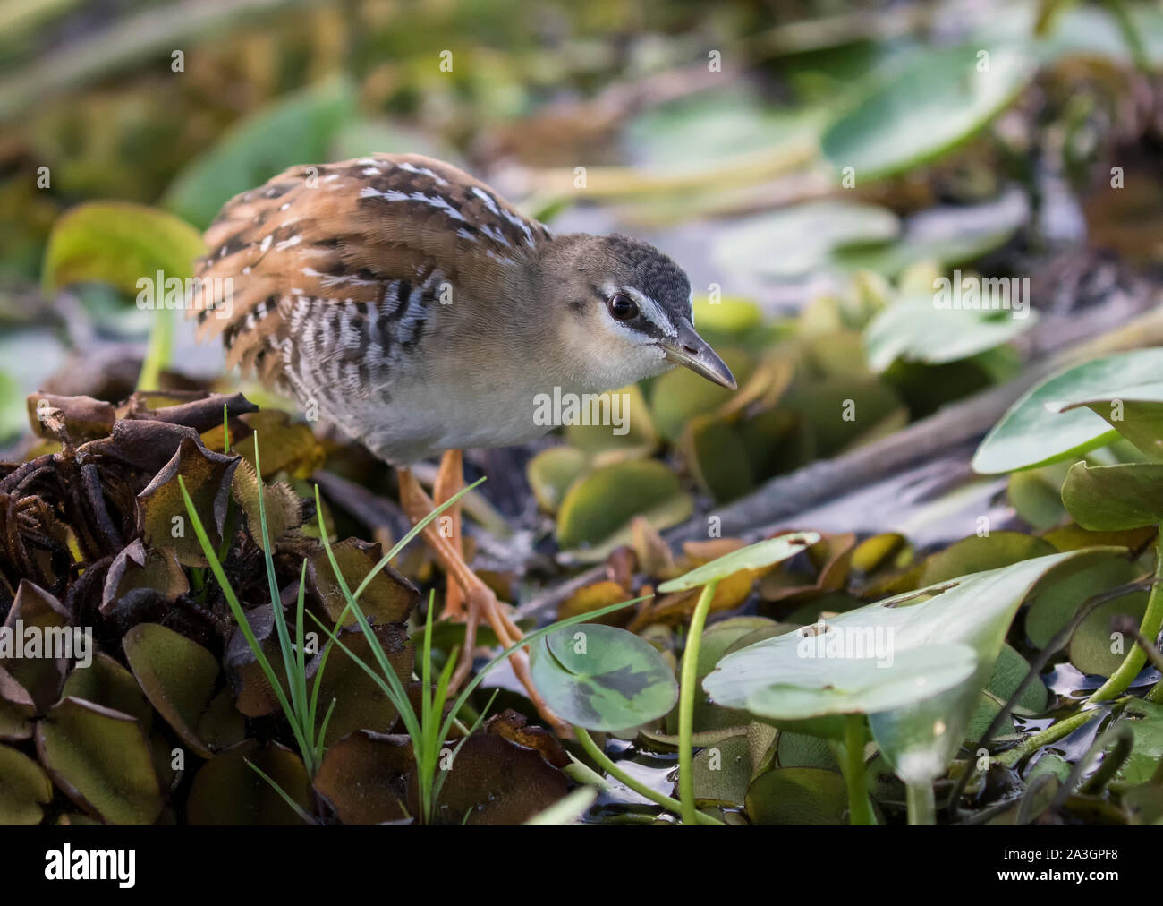 Rail crake hi-res stock photography and images - Alamy