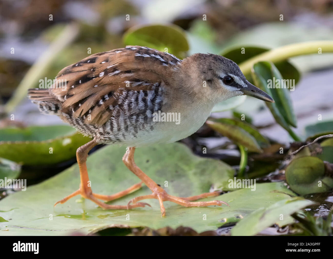 Rail crake hi-res stock photography and images - Alamy