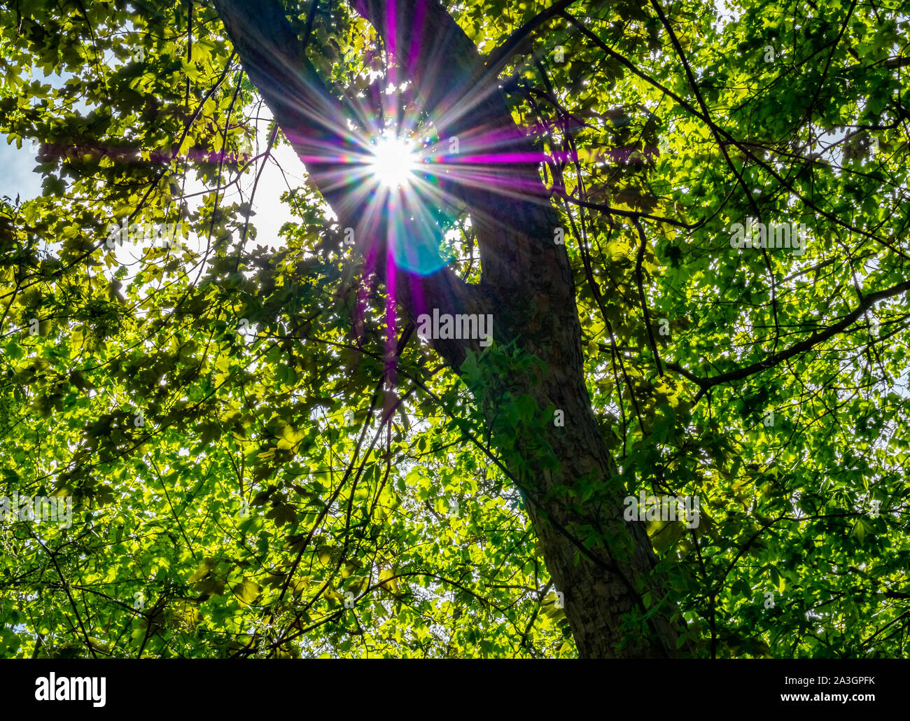 Sunlight flooded deciduous forest nature Stock Photo - Alamy