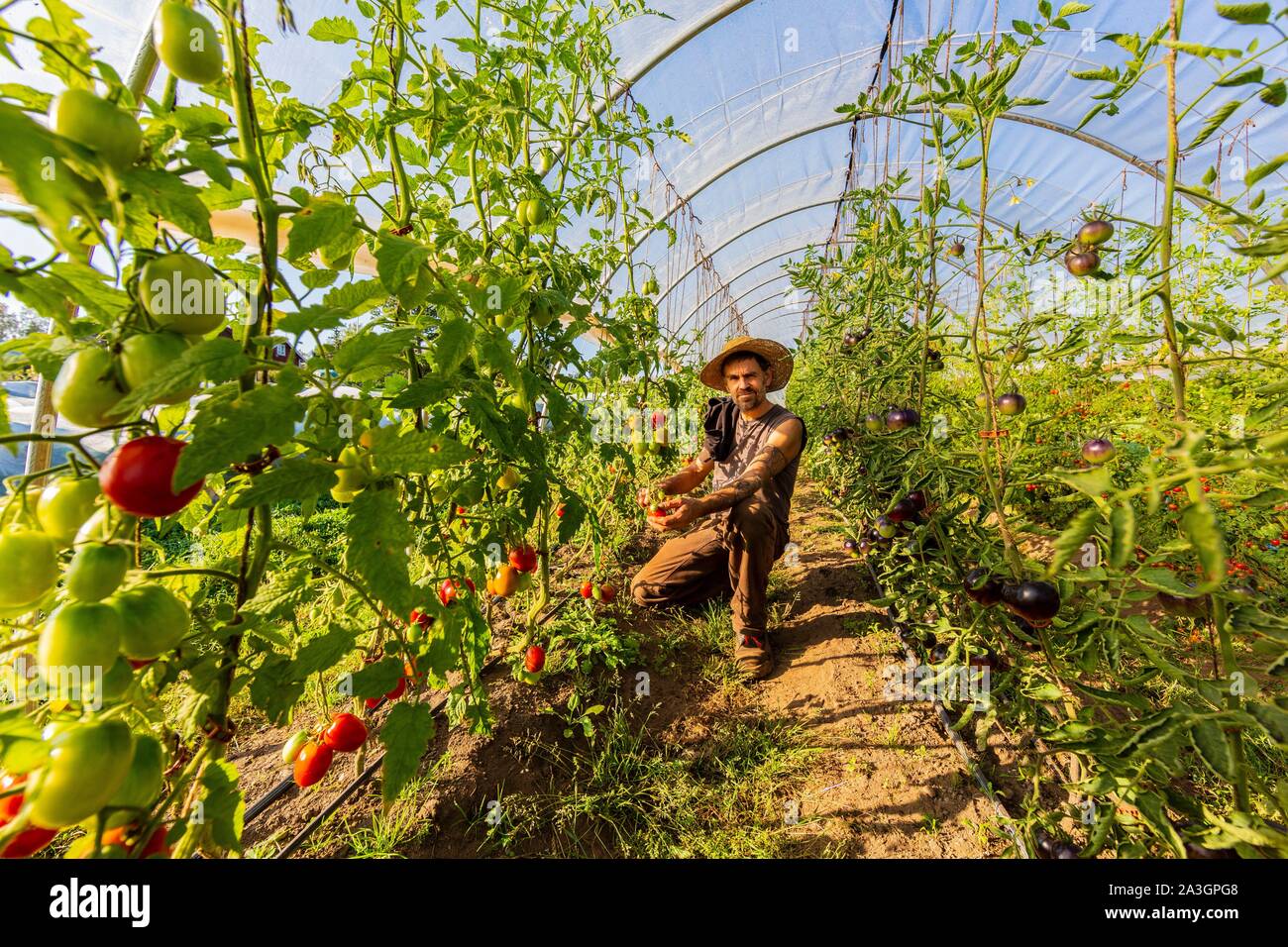 Sweden, County of Vastra Gotaland, Hokerum, Ulricehamn hamlet, Rochat ...