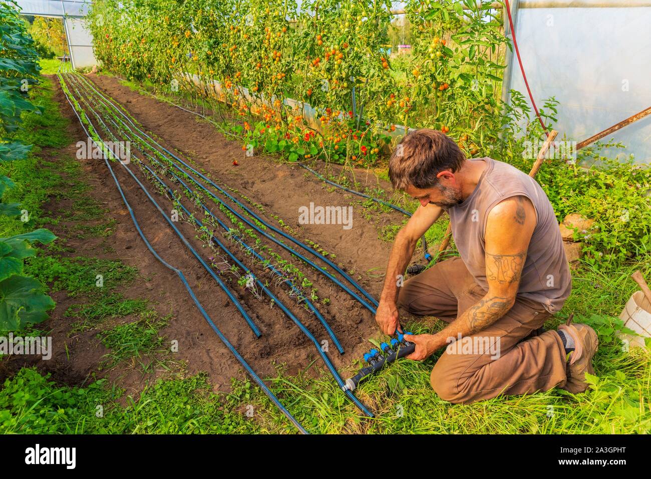 Drip irrigation hi-res stock photography and images - Alamy