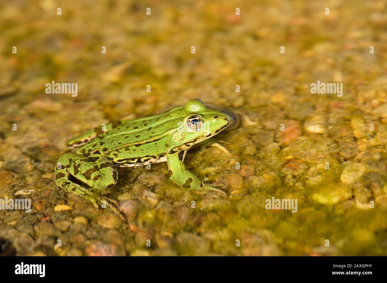 Poland, Western Pomerania, Smolecin (Szczecin), Polish green frog or ...