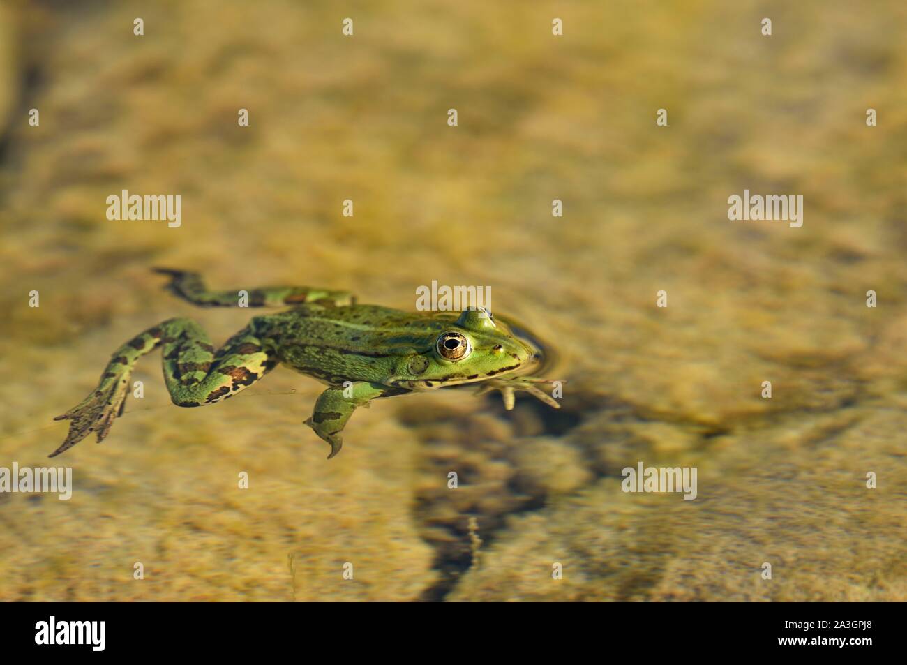 Poland, Western Pomerania, Smolecin (Szczecin), Polish green frog or ...