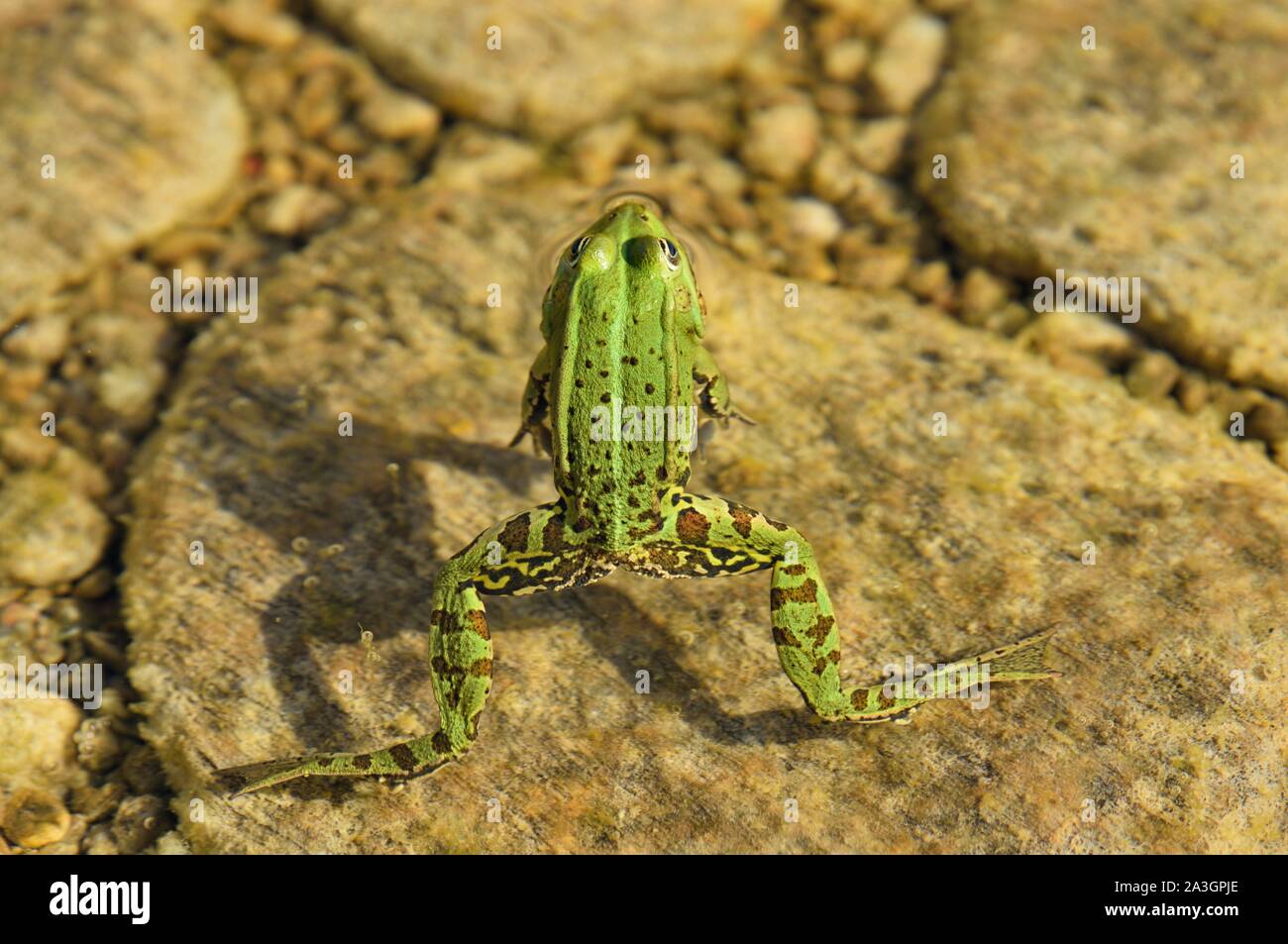 Poland, Western Pomerania, Smolecin (Szczecin), Polish green frog or ...