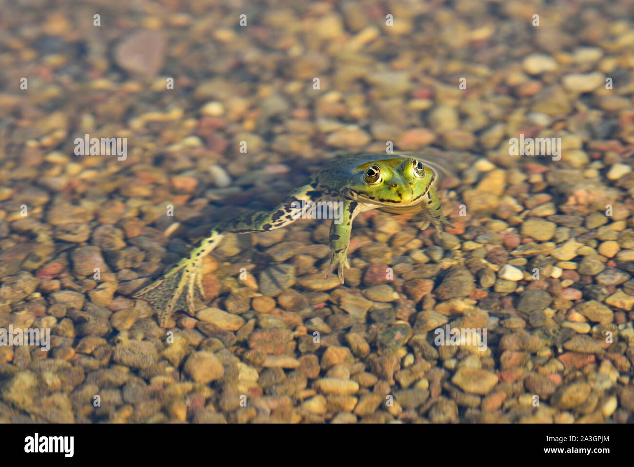 Poland, Western Pomerania, Smolecin (Szczecin), Polish green frog or ...