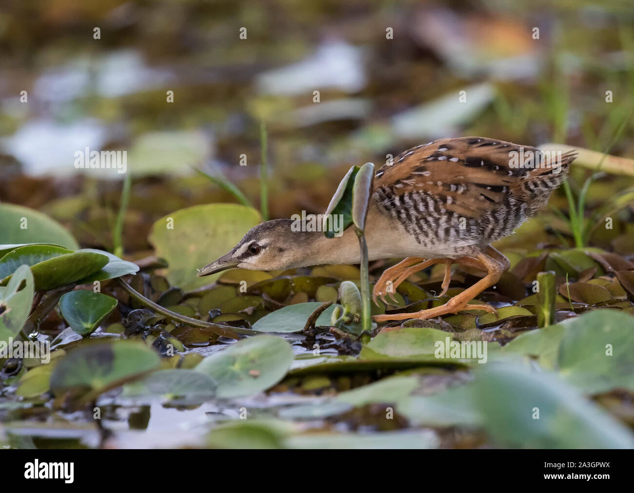 Water crake hi-res stock photography and images - Alamy