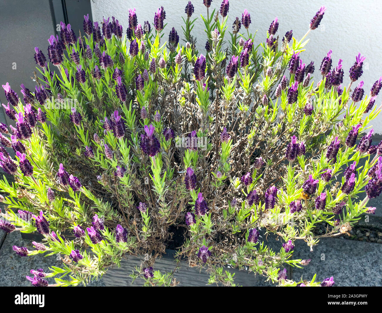 Lavender field in sunset time hi-res stock photography and images - Alamy