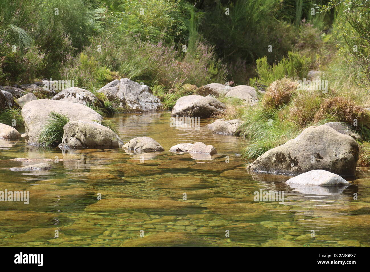 Water Creek in the forest Stock Photo - Alamy