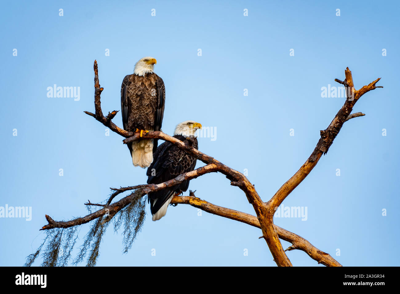 American bald eagle mates perched together on a tree branch Stock Photo ...
