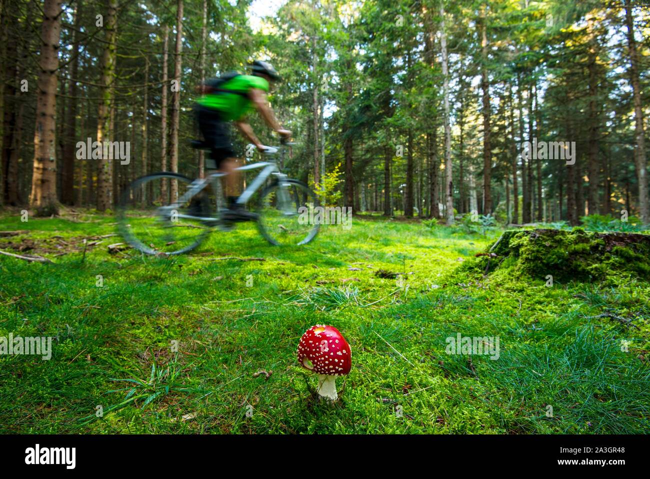 France, Lozere, Saint Flour de Mercoire, Sentier des Fees, Amanita ...