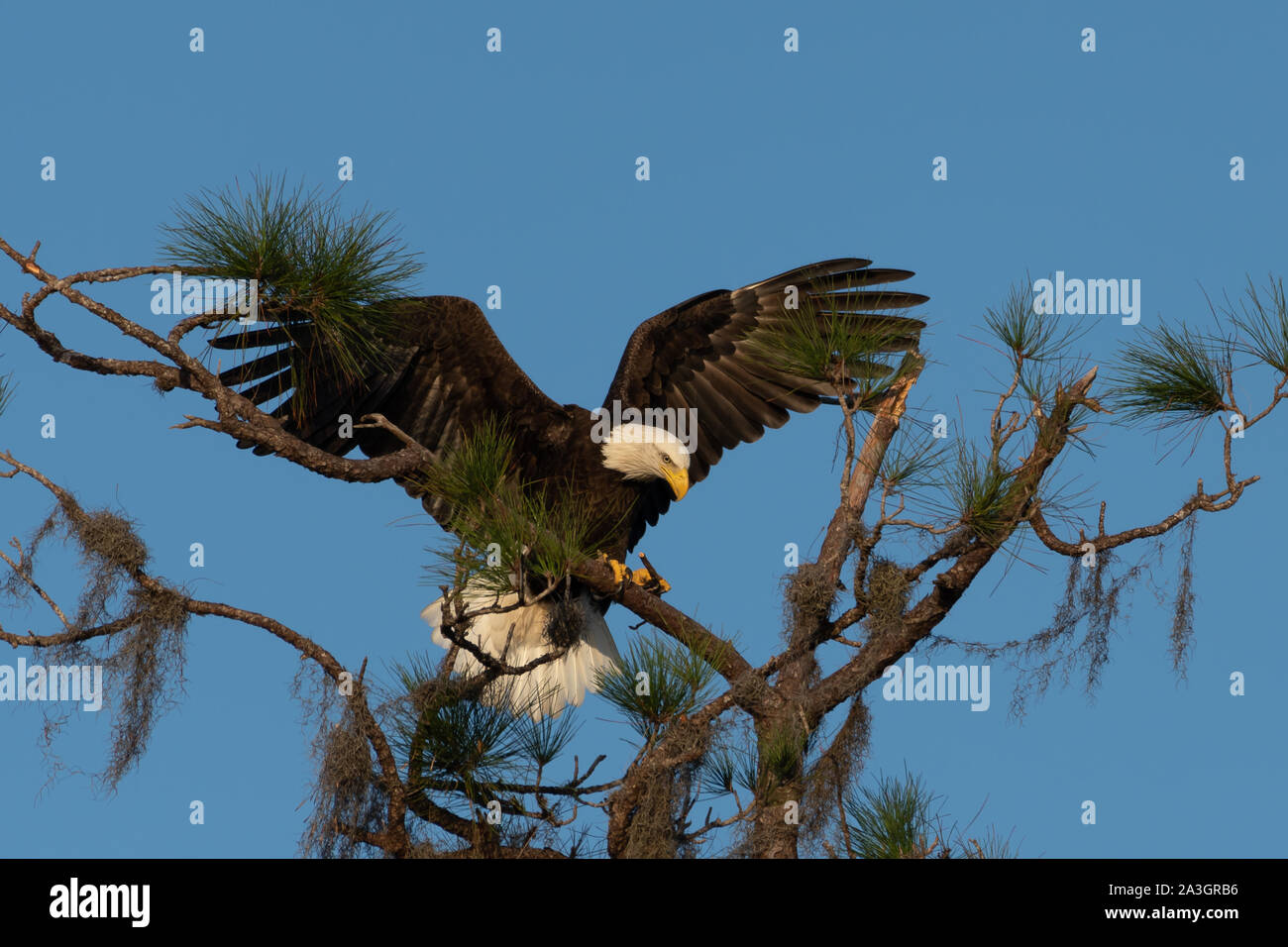 American bald eagle landing on a tree branch Stock Photo - Alamy