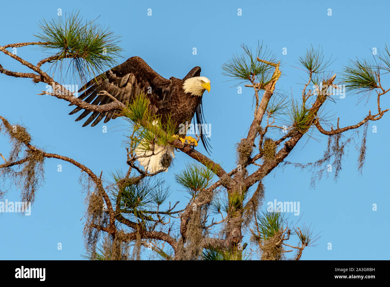 American bald eagle landing in a tree Stock Photo - Alamy