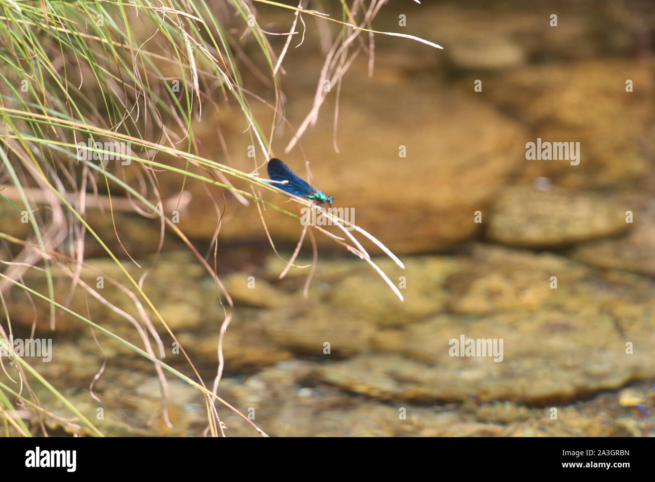 Dragonfly straw hi-res stock photography and images - Alamy