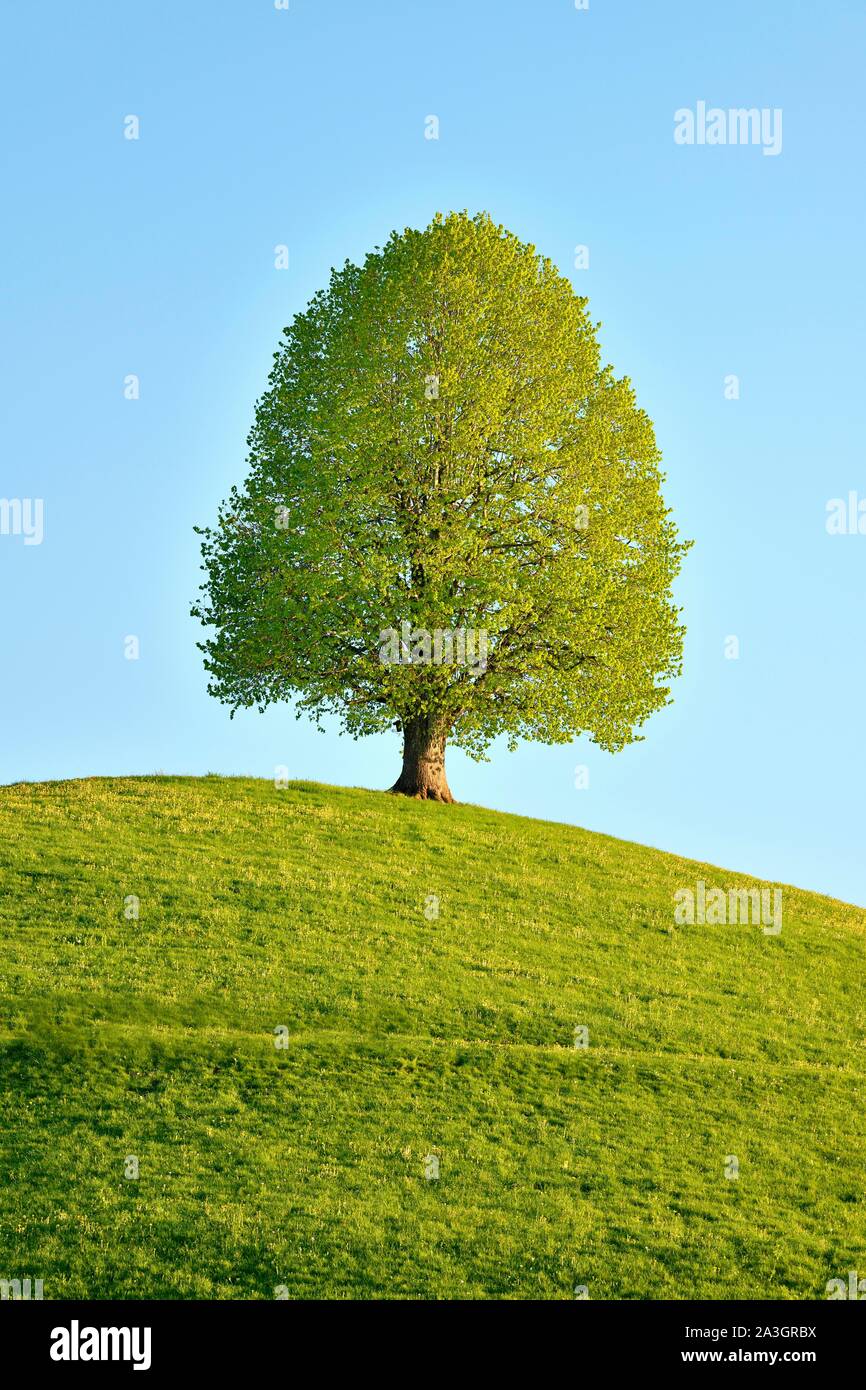 Single tree on hill switzerland hi-res stock photography and images - Alamy