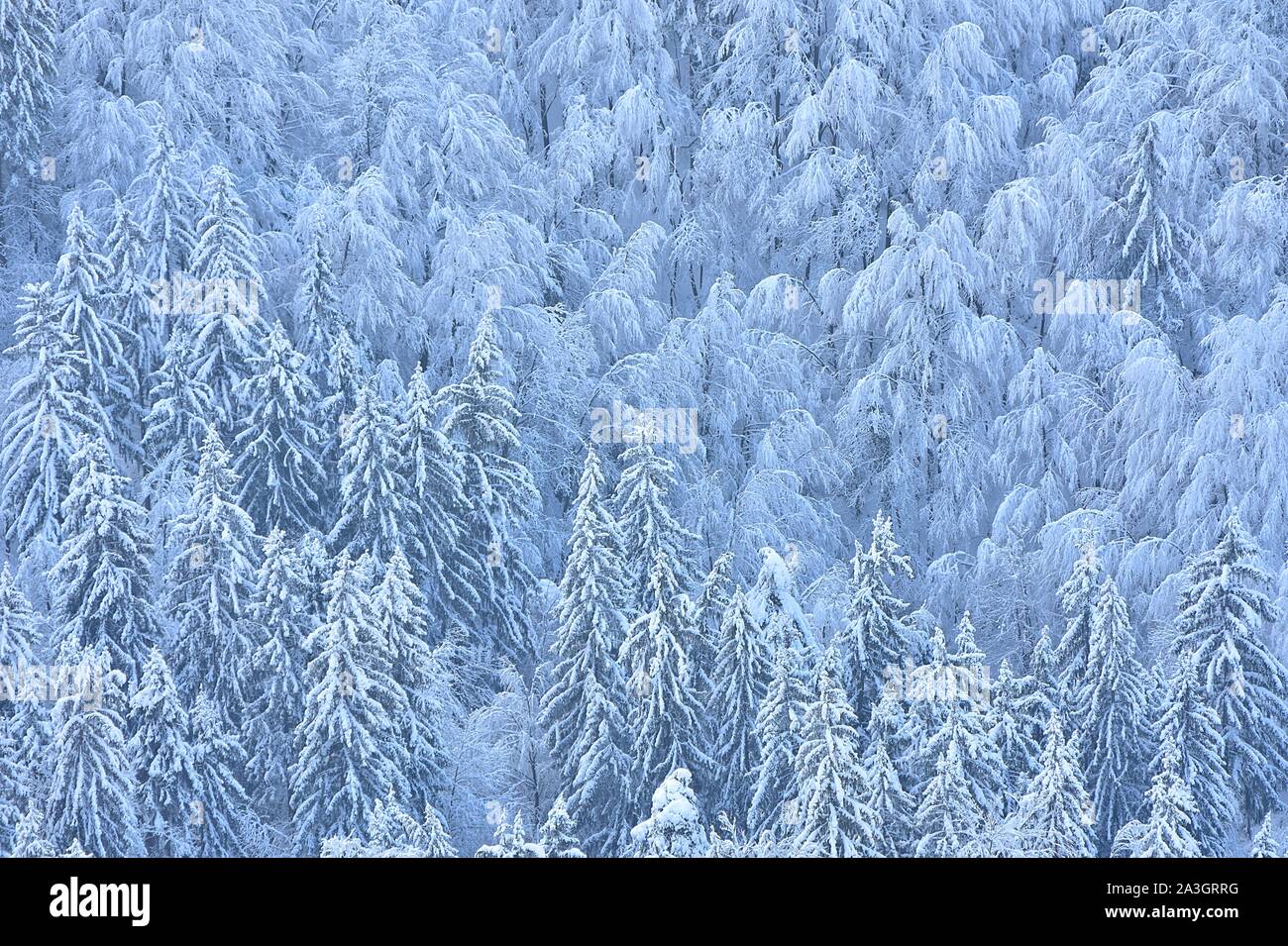 Beech trees snowy hi-res stock photography and images - Alamy