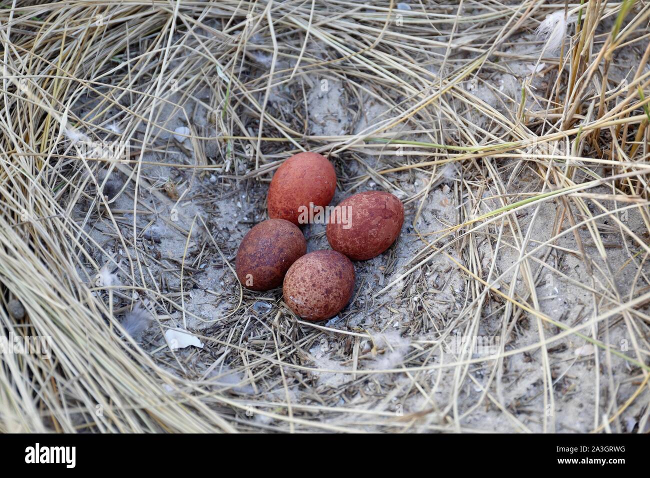 Peregrine Falcon Eggs