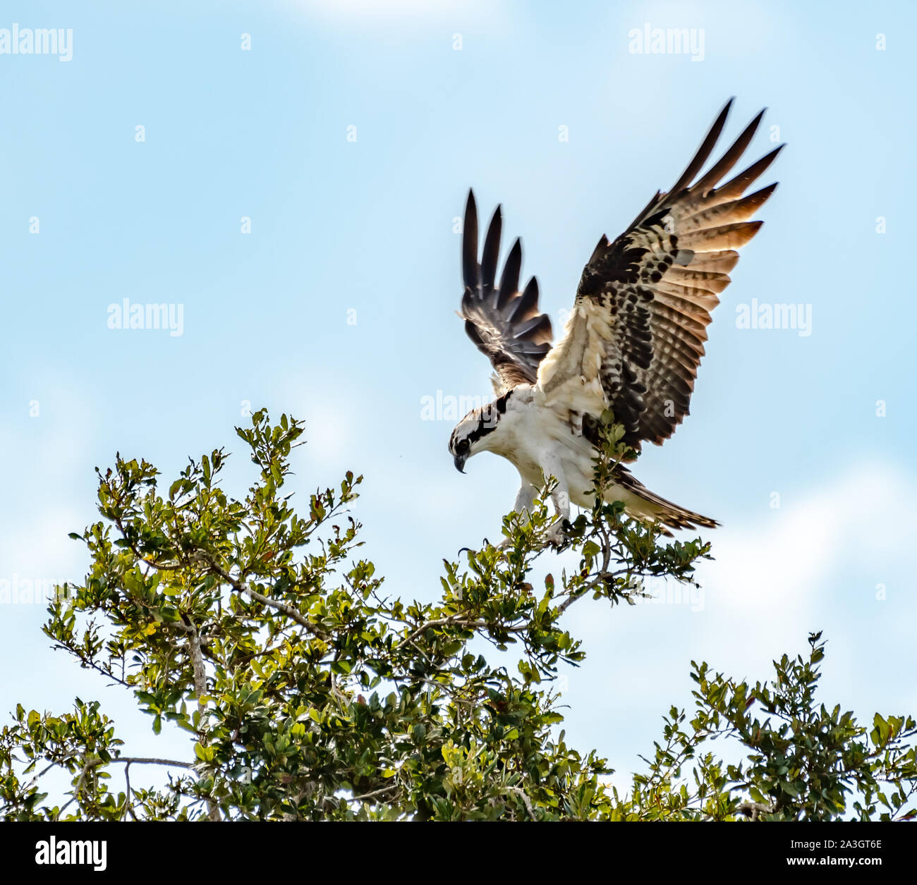 Osprey with wings spread landing on a tree branch Stock Photo - Alamy