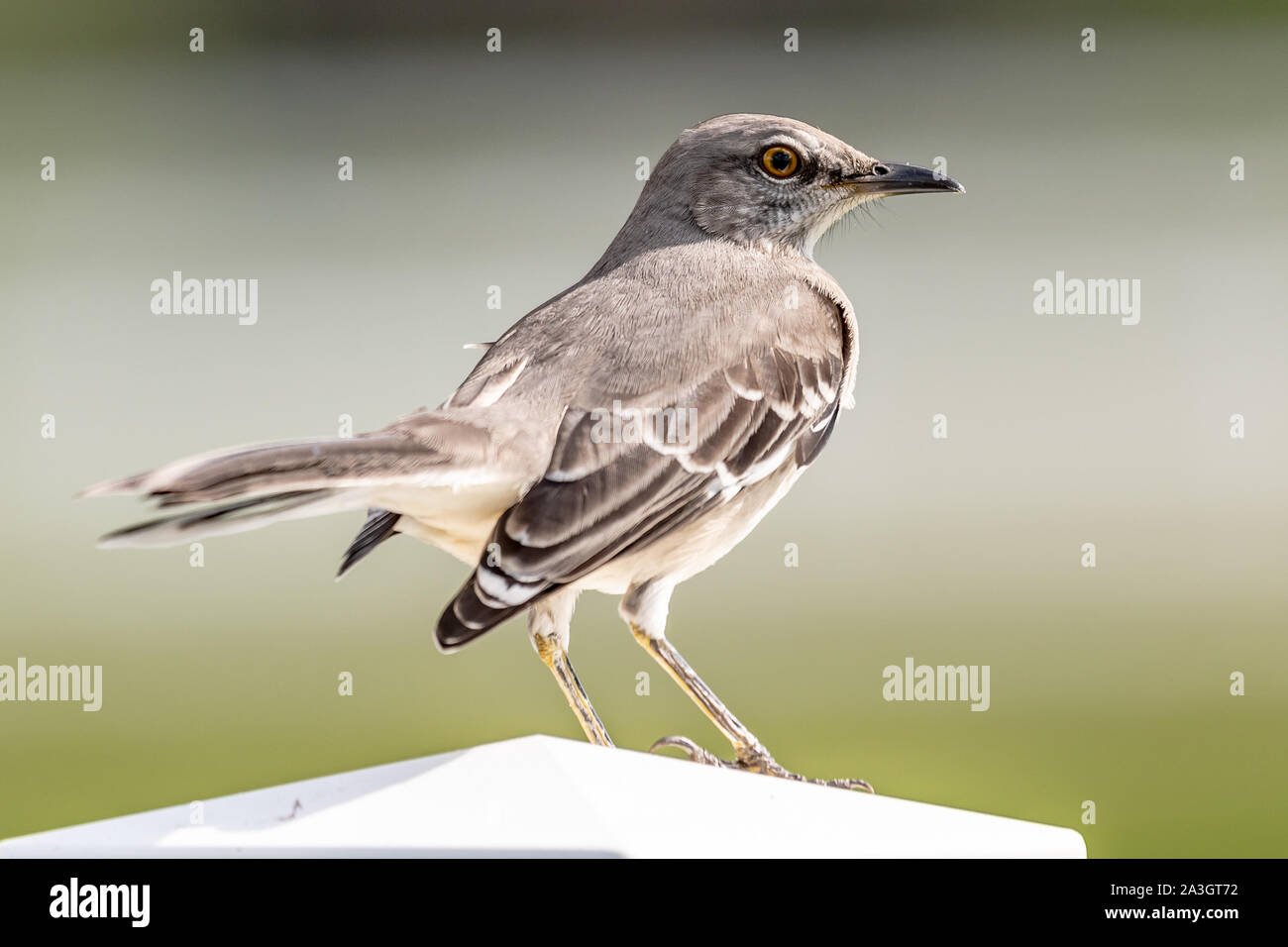 Mocking face hi-res stock photography and images - Alamy