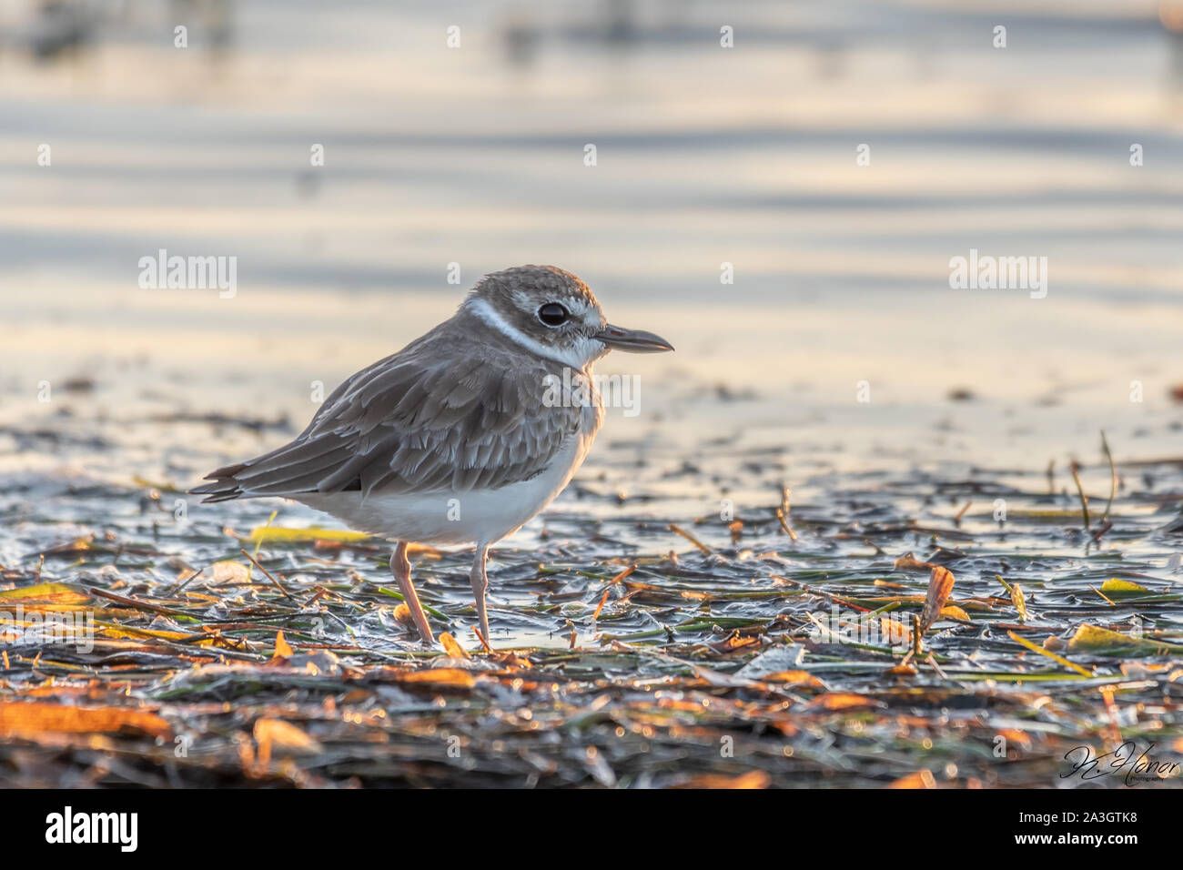 Shore habitat hi-res stock photography and images - Alamy