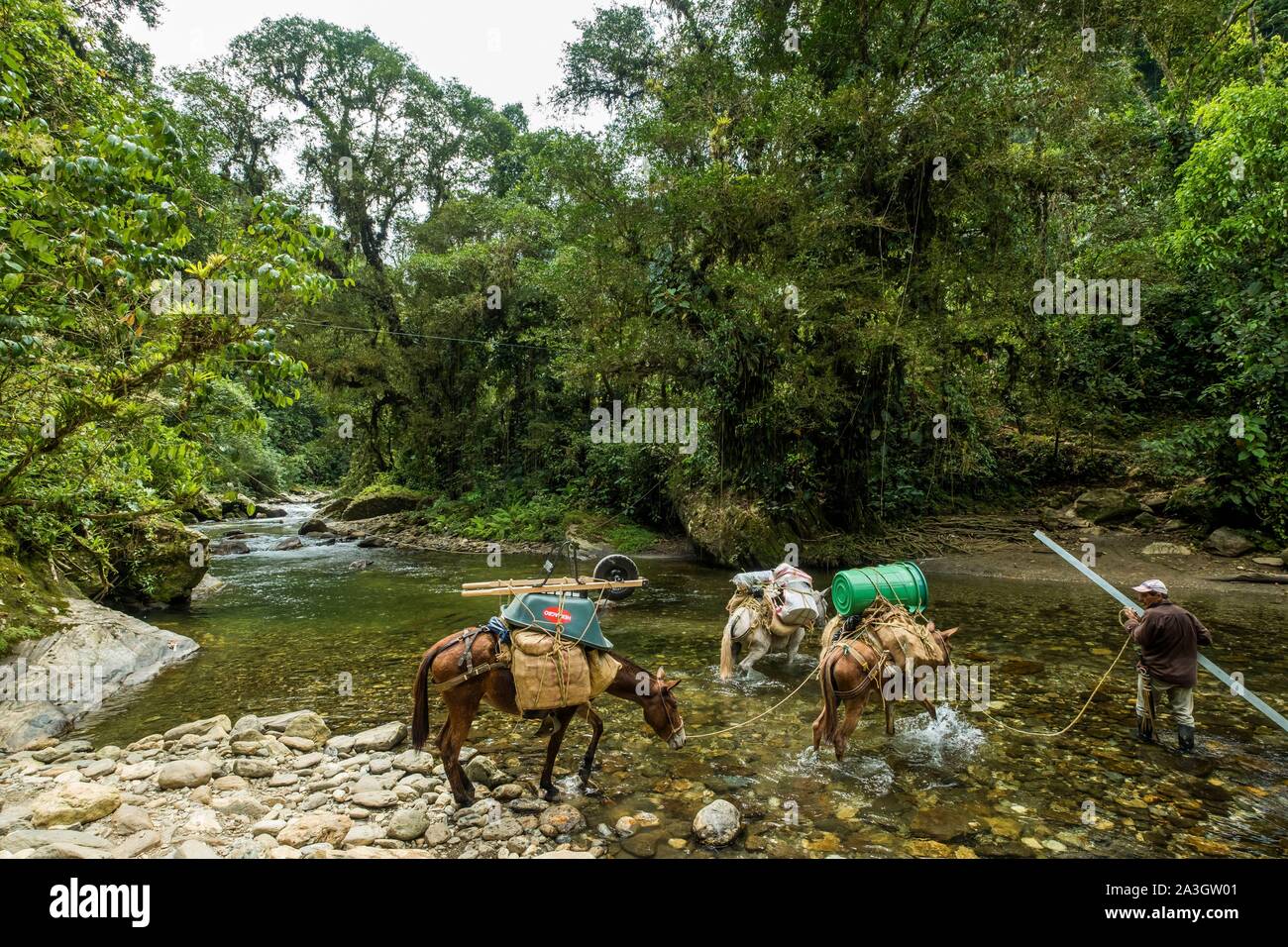 Colombia, Sierra Nevada de Santa Marta, Tayrona Park, trek of the Lost ...