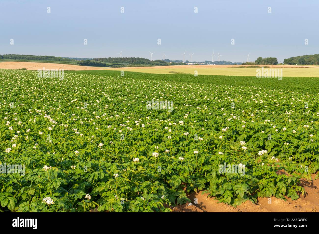 Potato field in bloom hi-res stock photography and images - Alamy