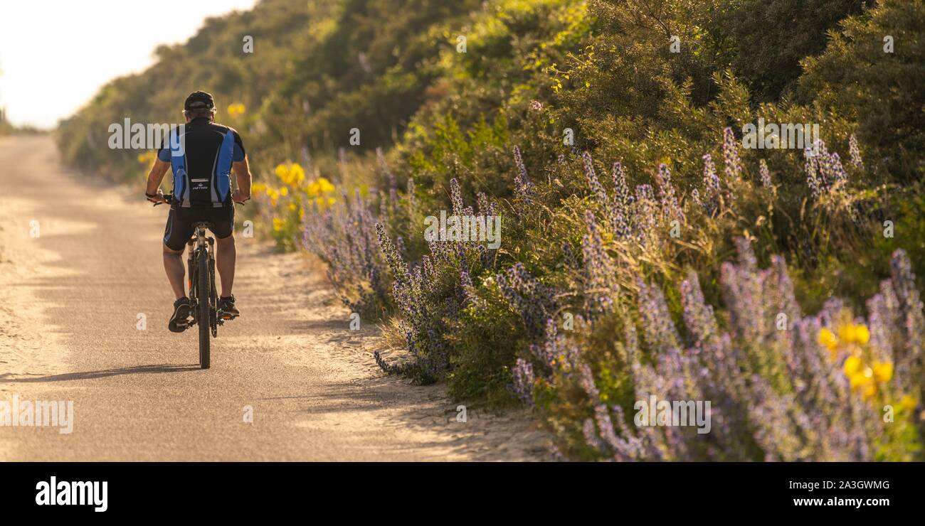 4 o'clock flower hi-res stock photography and images - Alamy