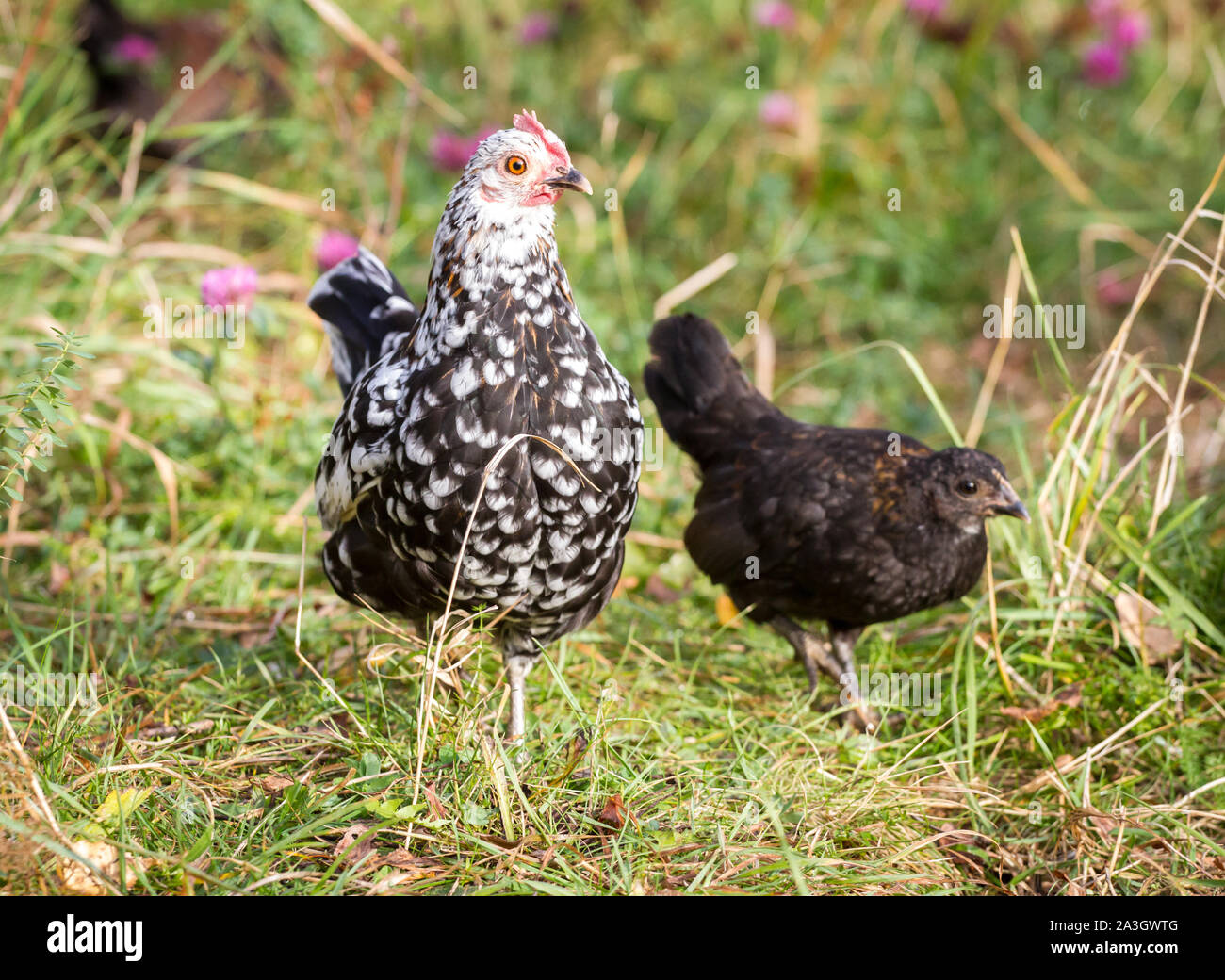 Mother hen and her fledgling - Stoapiperl / Steinhendl, an endangered ...