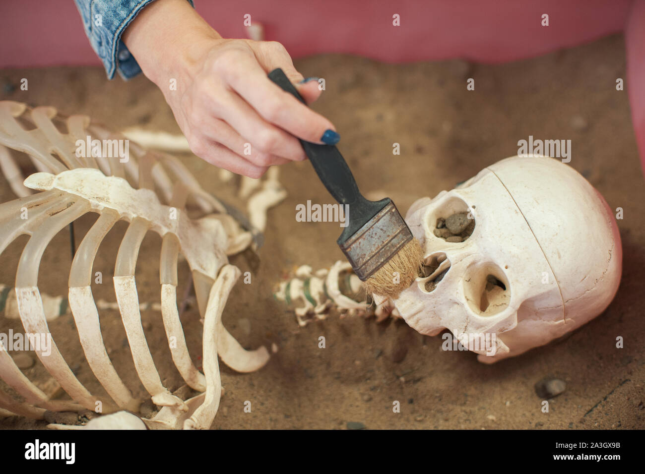 Human spine fossil hi-res stock photography and images - Alamy
