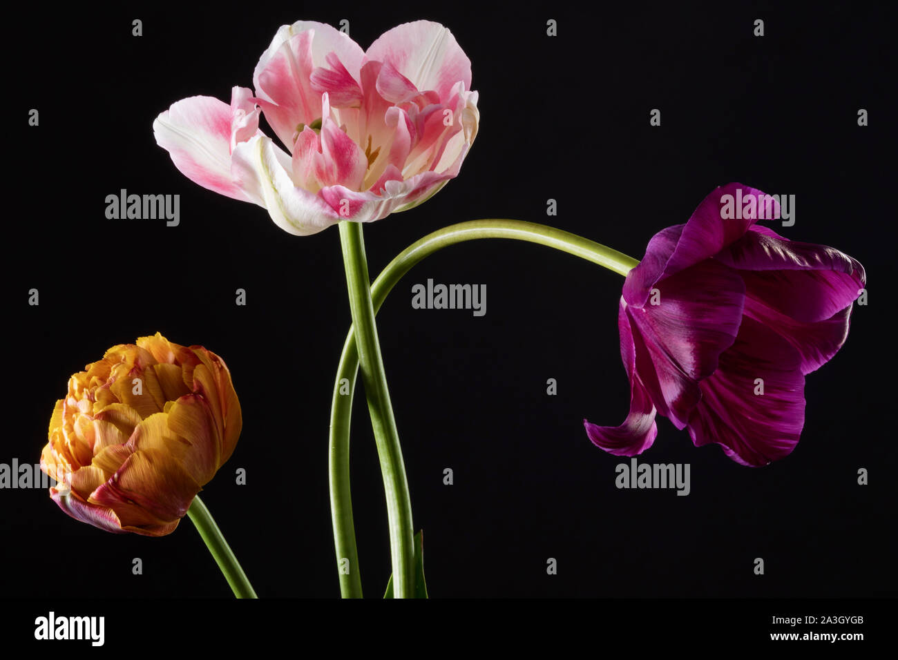 Backlit white tulips hi-res stock photography and images - Alamy