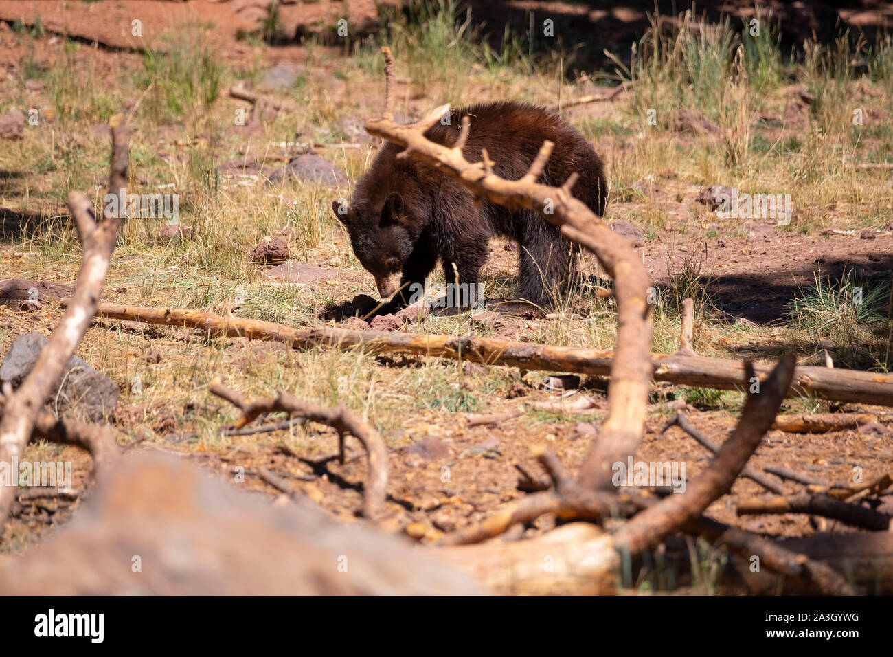 Bear in tree Stock Photo - Alamy