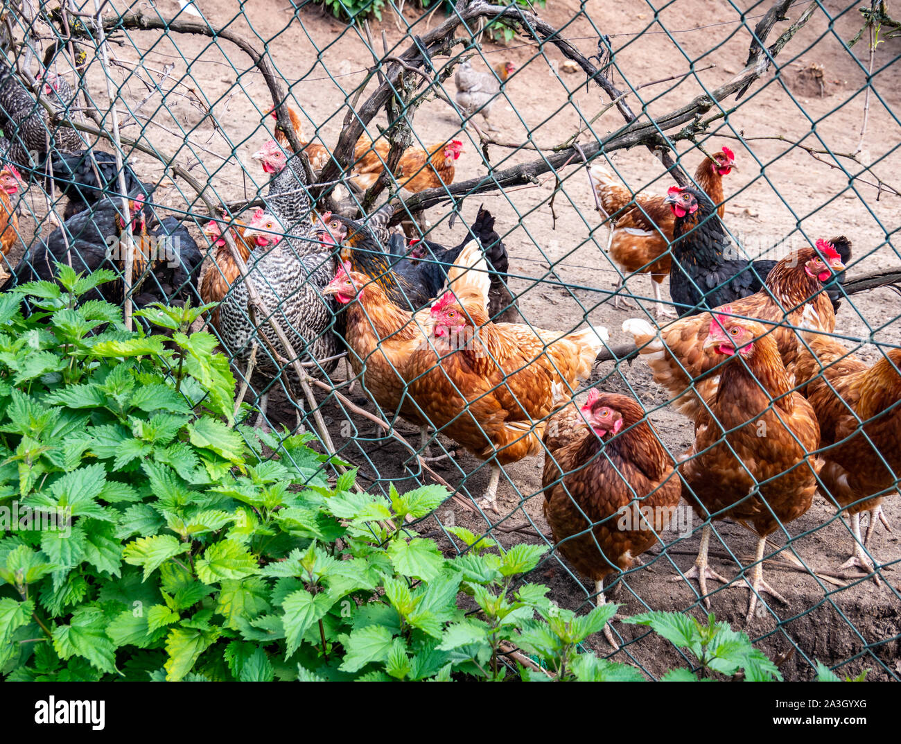 Bio Chickens on a farm Stock Photo - Alamy