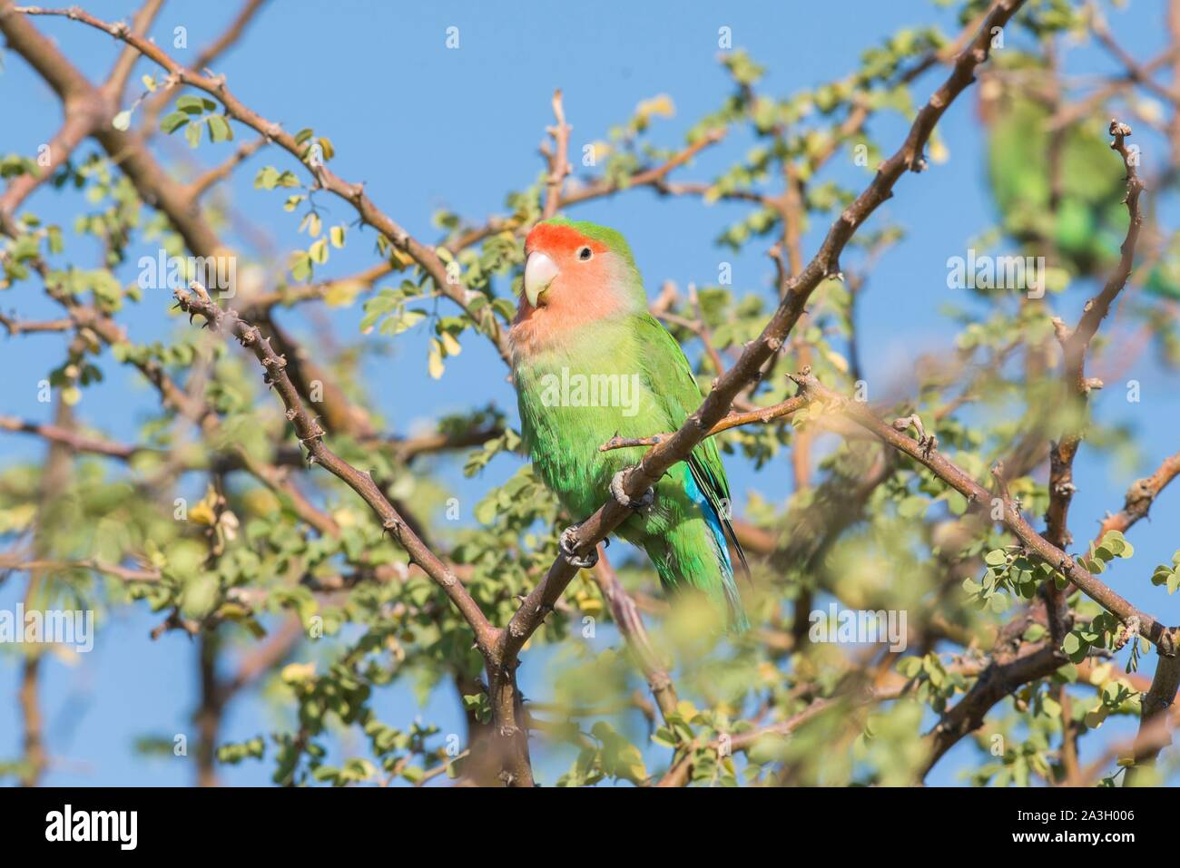 Quiver Tree Bird High Resolution Stock Photography and Images - Alamy