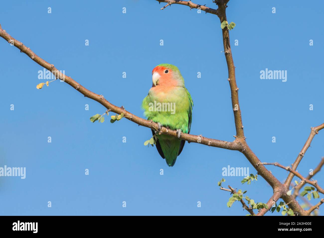 Quiver tree bird hi-res stock photography and images - Alamy