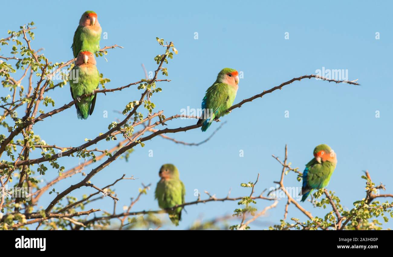 Quiver Tree Bird High Resolution Stock Photography and Images - Alamy