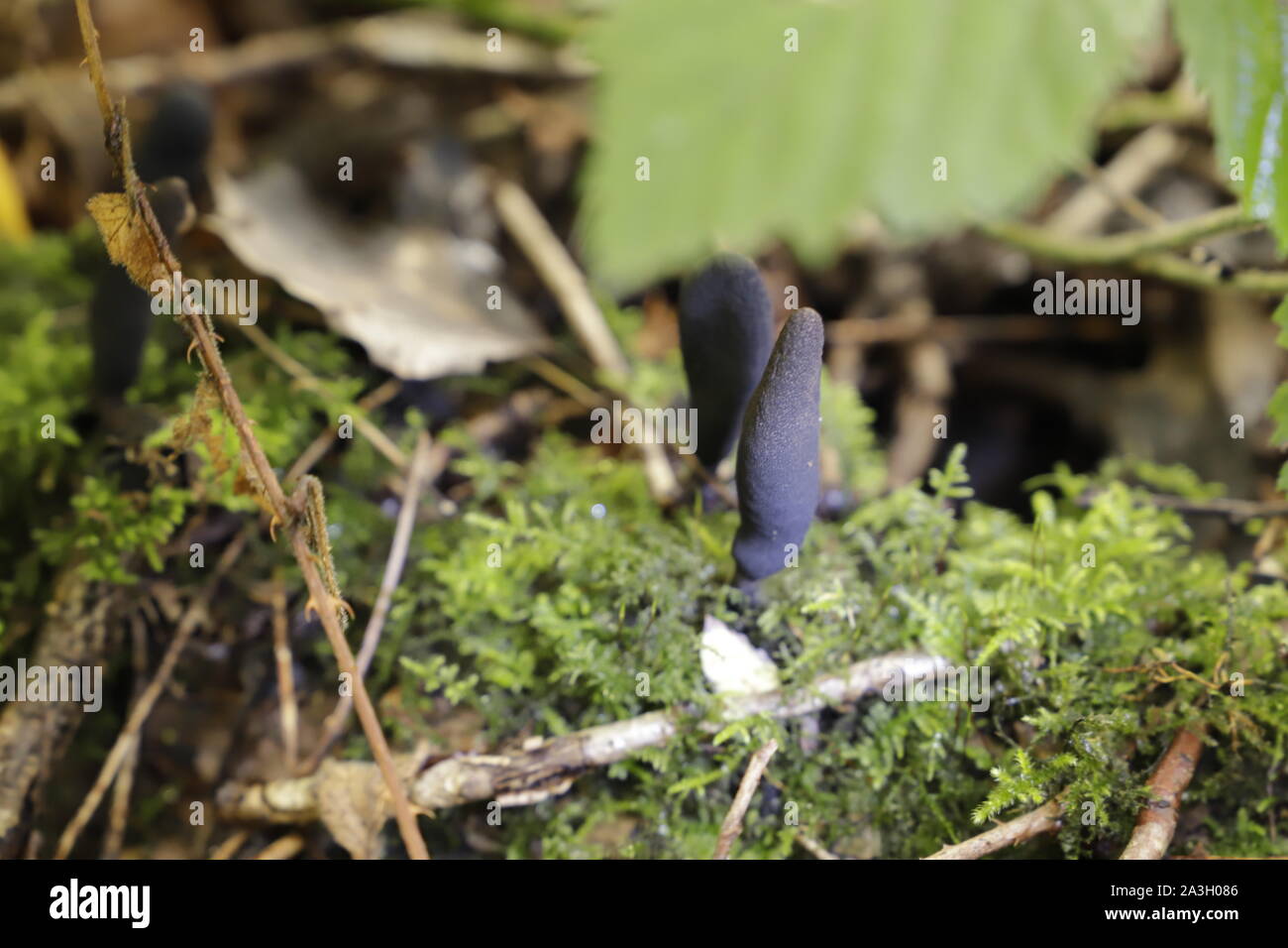 Xylaria polymorpha is a small kind of funghi, you won't notice the ...