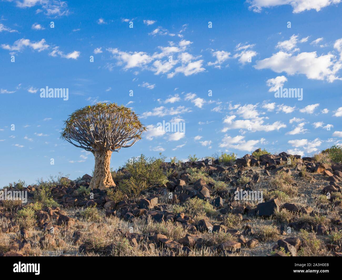 Namibia, Karas province, Quiver Tree forest, Quiver tree Stock Photo ...