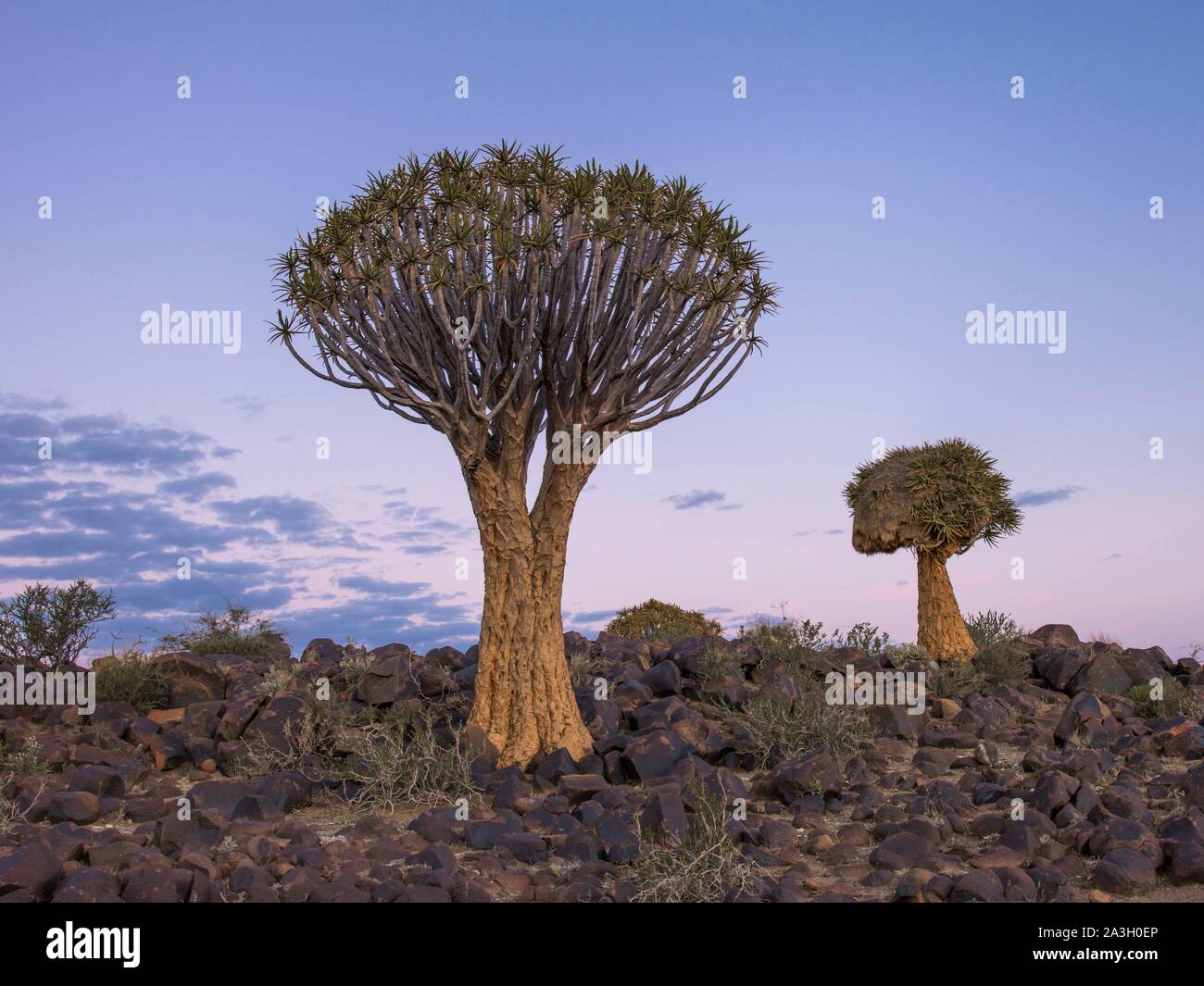 Namibia, Karas province, Quiver Tree forest, sunrise over Quiver trees ...