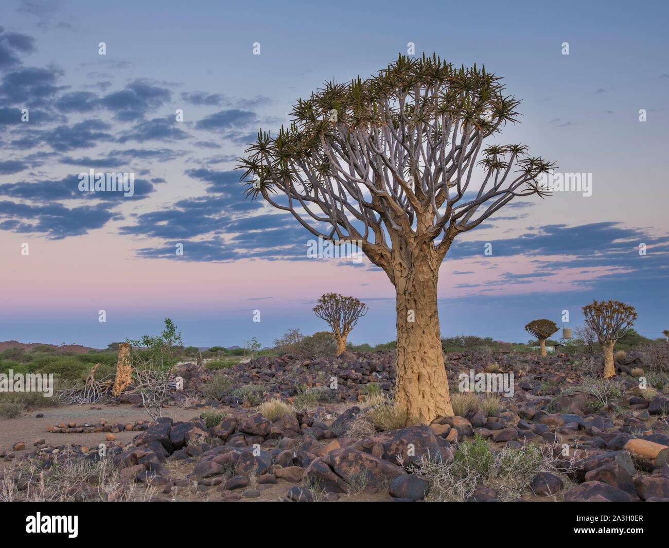 Namibia, Karas province, Quiver Tree forest, sunrise over Quiver trees ...