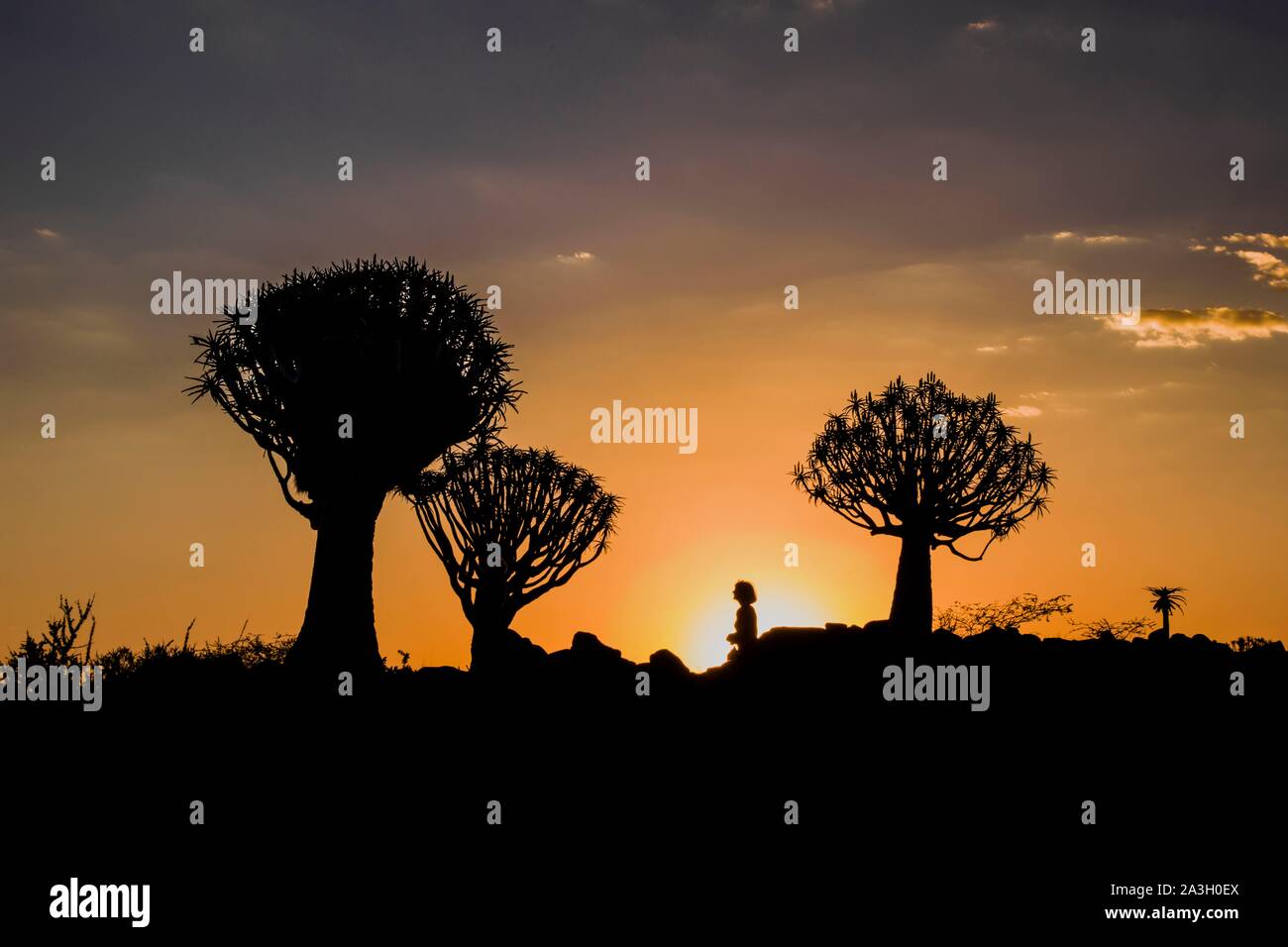 Namibia, Karas province, Quiver Tree forest, Quiver trees at sunset ...