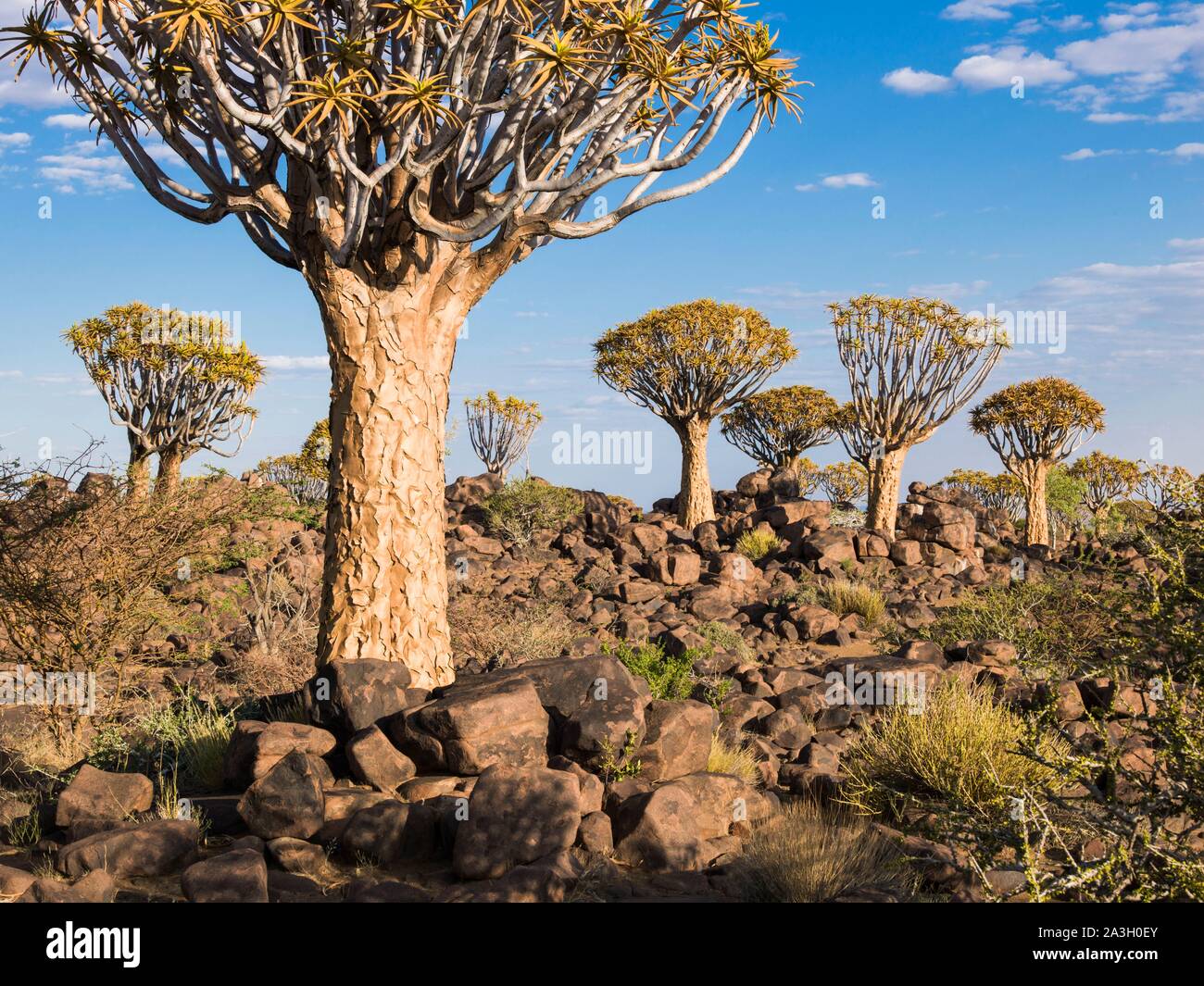 Namibia, Karas province, Quiver Tree forest, Quiver trees Stock Photo ...