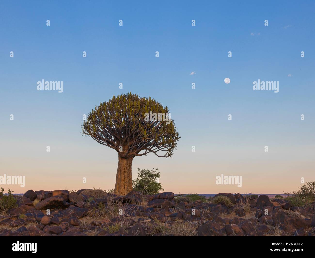 Namibia, Karas province, Quiver Tree forest, moon and Quiver tree Stock ...