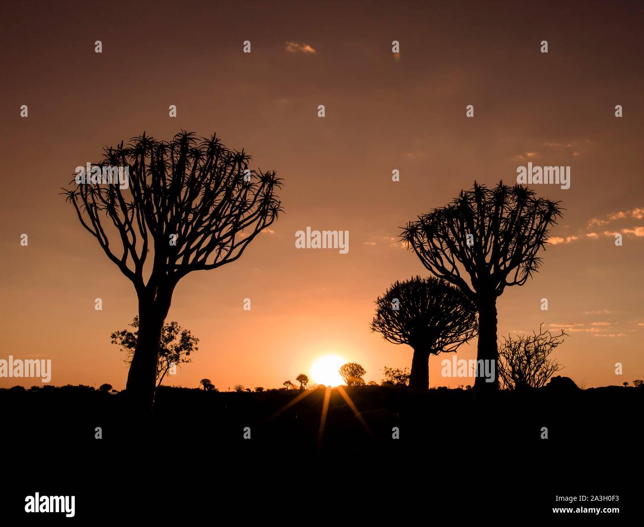Namibia, Karas province, Quiver Tree forest, Quiver trees at sunset ...